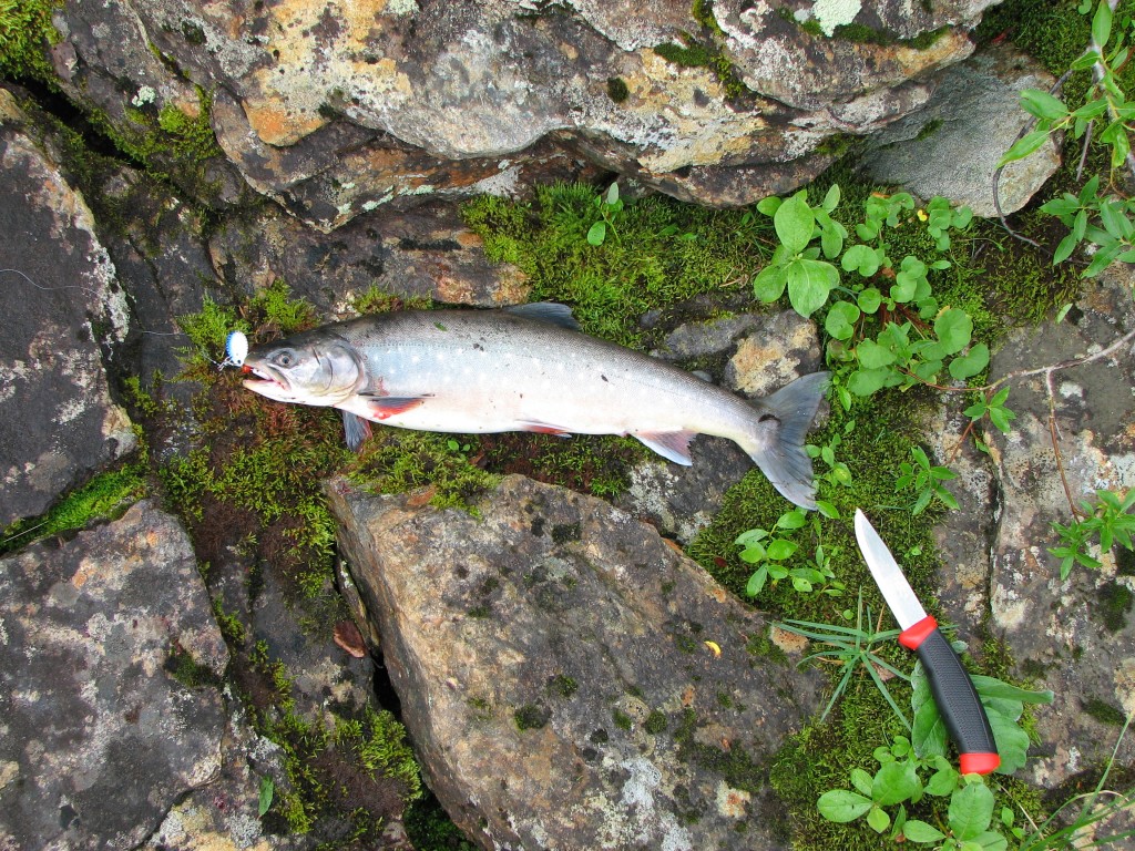 Fjelds of Sweden :: Såmmarlappa 2007: Day Tours – Up and about – 17/8